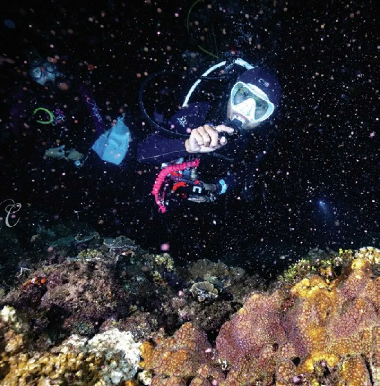 Meet Carrie Tsai: PADI Ocean Torchbearer | Scuba Diving