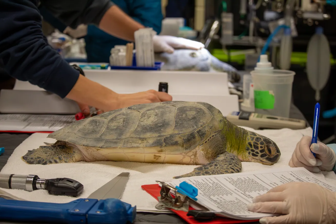 Why Florida Sea Turtles Are Turning Into “Chilly Popsicles” During a ...