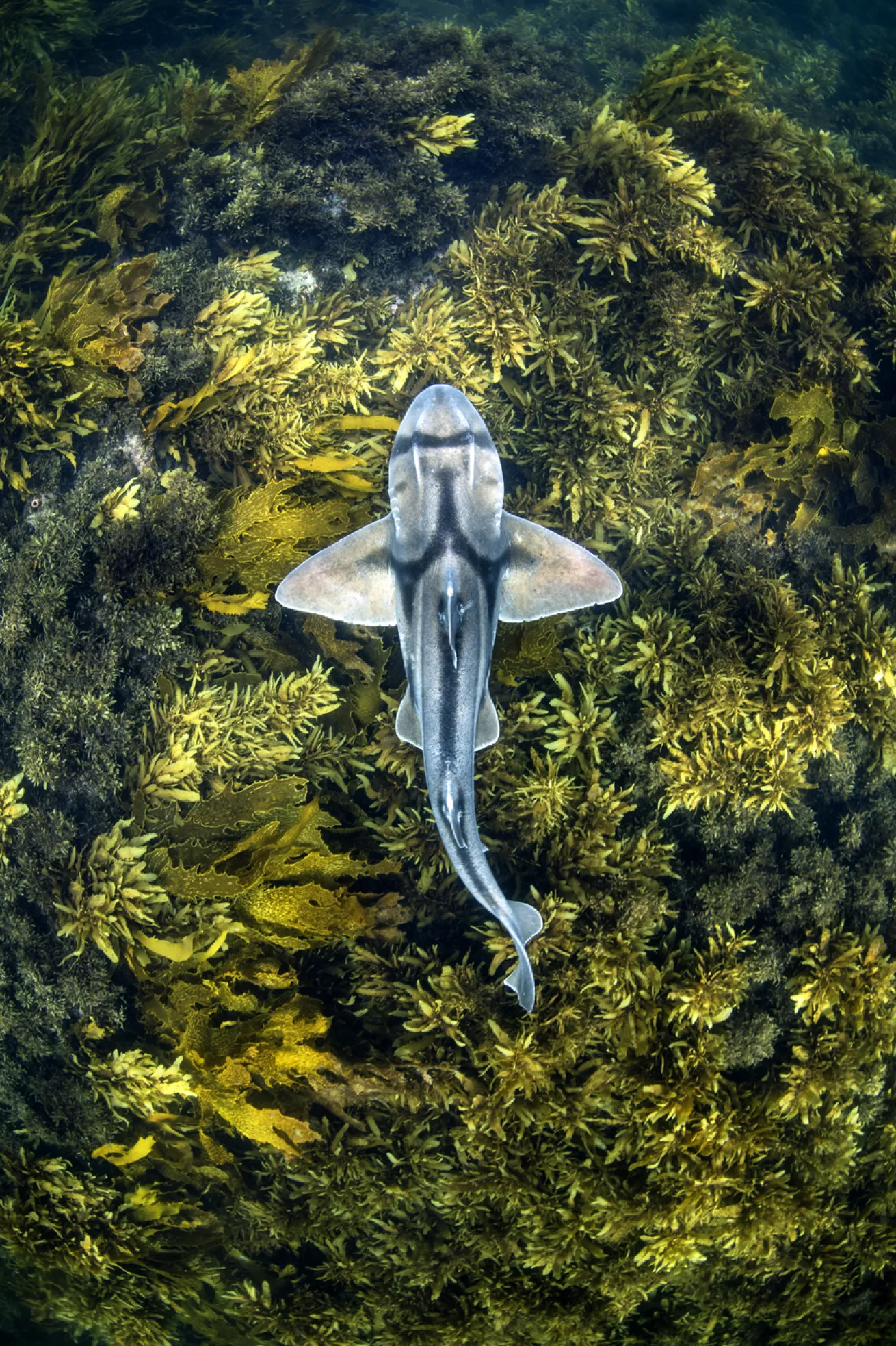 Announcing Scuba Diving's 2025 Underwater Photo Contest Winners | Scuba ...