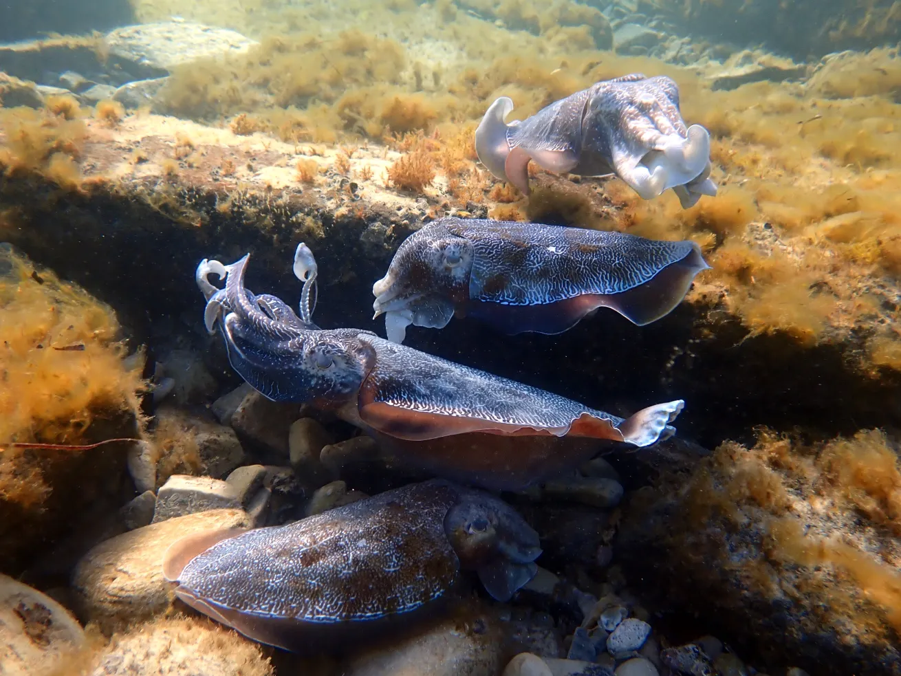 Peep Show: Dive with Hundreds of Thousands of Spawning Cuttlefish in ...