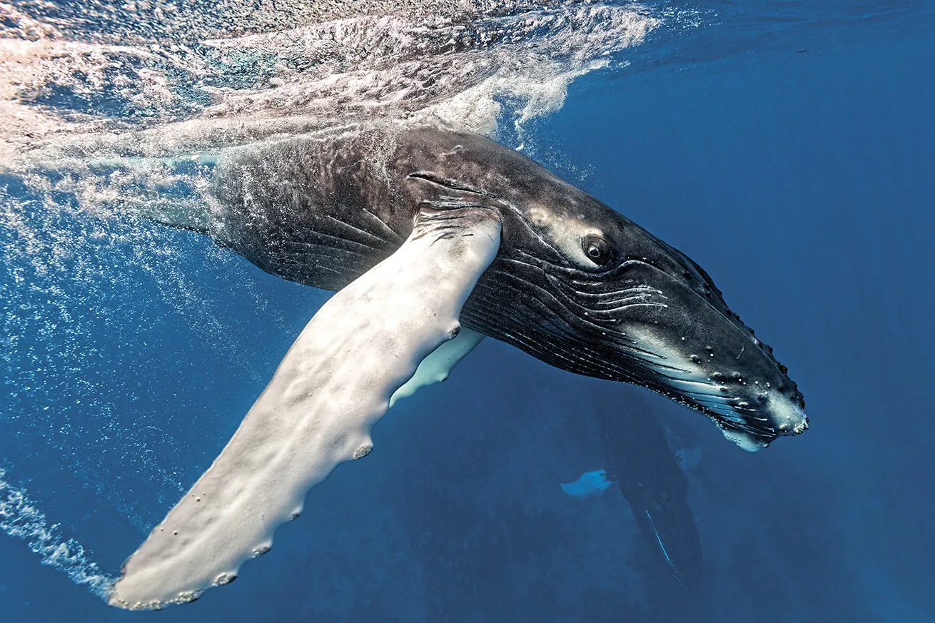 5 Ways to Dive the Dominican Republic | Scuba Diving