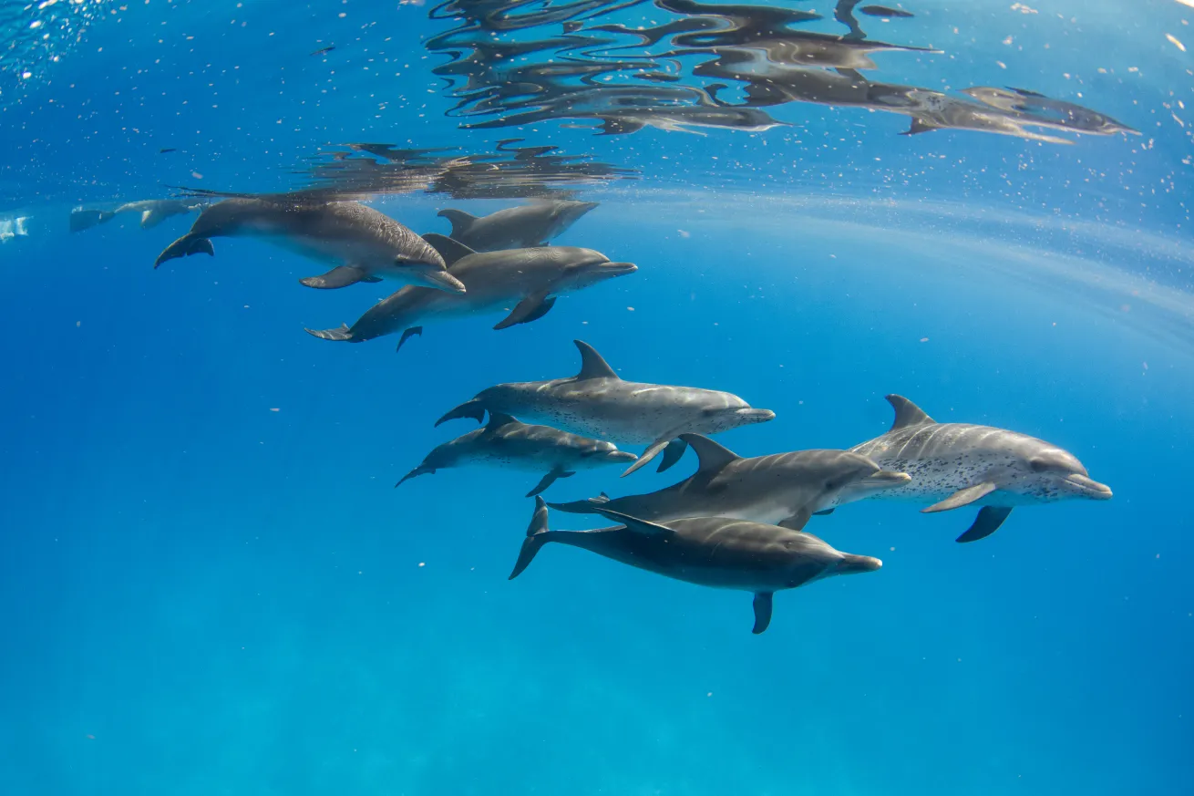 Swimming With Wild Dolphins: A Guide to Ethical Encounters | Scuba Diving