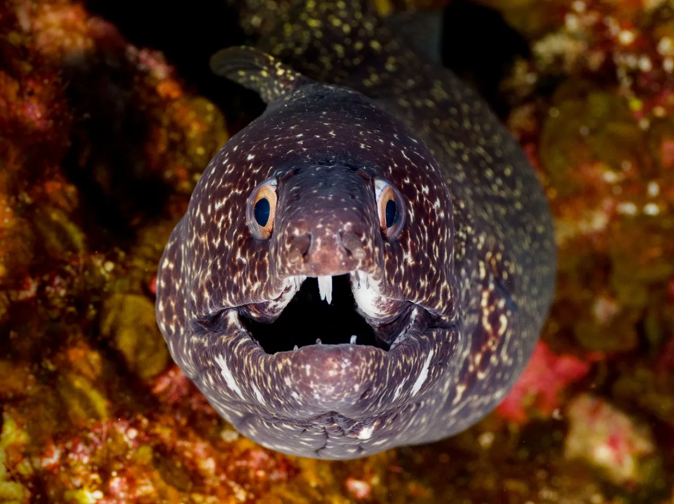How to Dive Flower Garden Banks National Marine Sanctuary | Scuba Diving