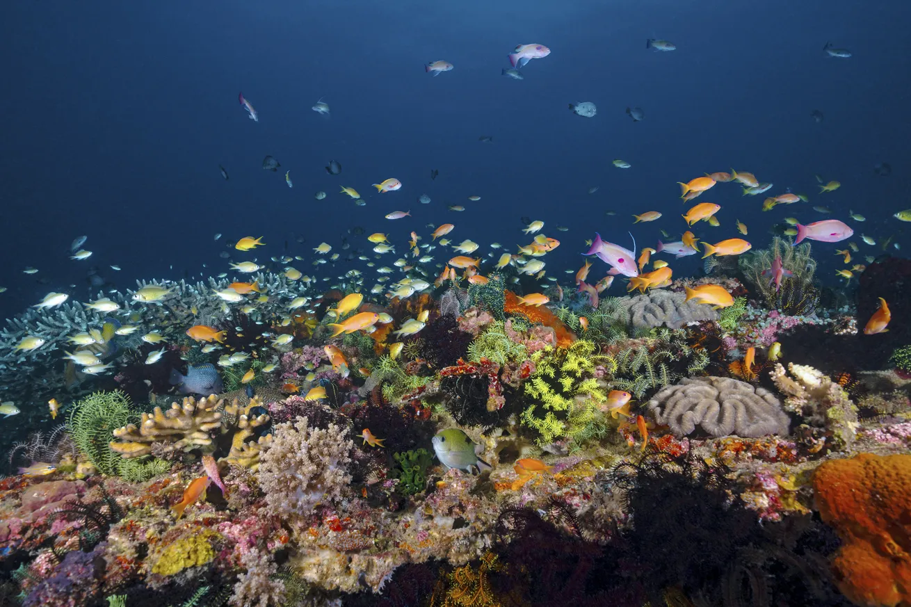 In Living Color: Diving the Philippines Visayas Islands | Scuba Diving