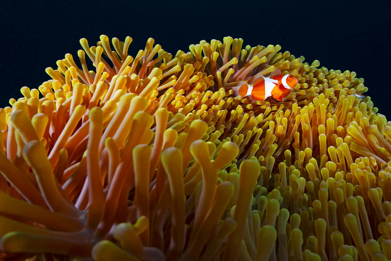In Living Color: Diving the Philippines Visayas Islands | Scuba Diving
