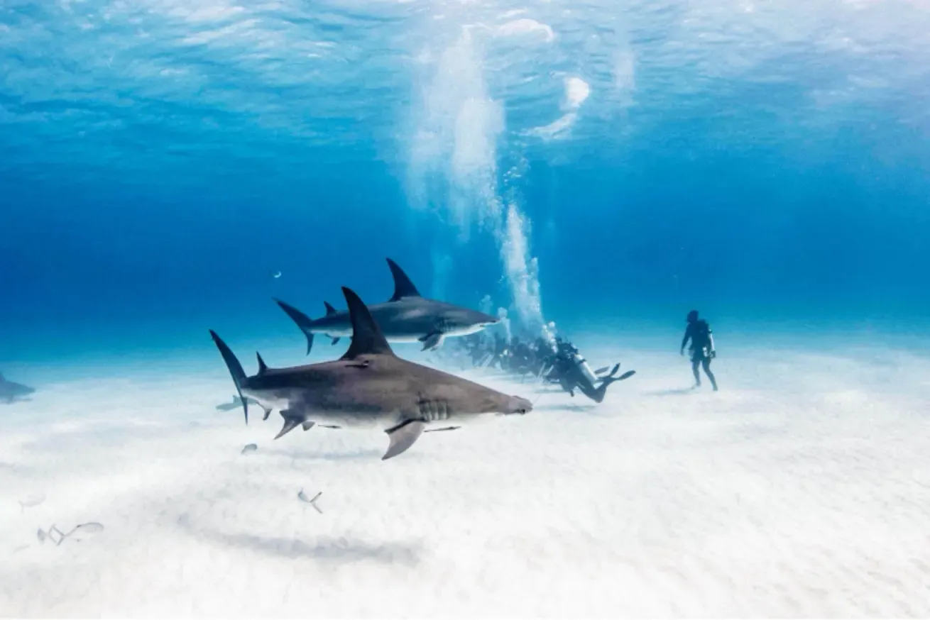 Hammerheads, Tiger Sharks + Endless Summer Diving: Your Bahamas Bucket ...