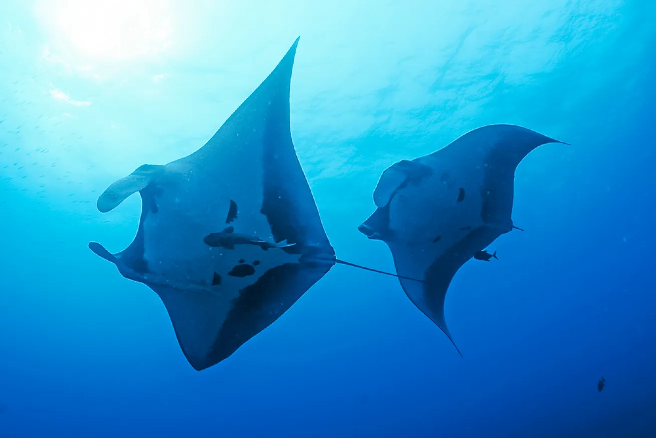 New Study: Male Mantas Practice Courtship Without Females | Scuba Diving