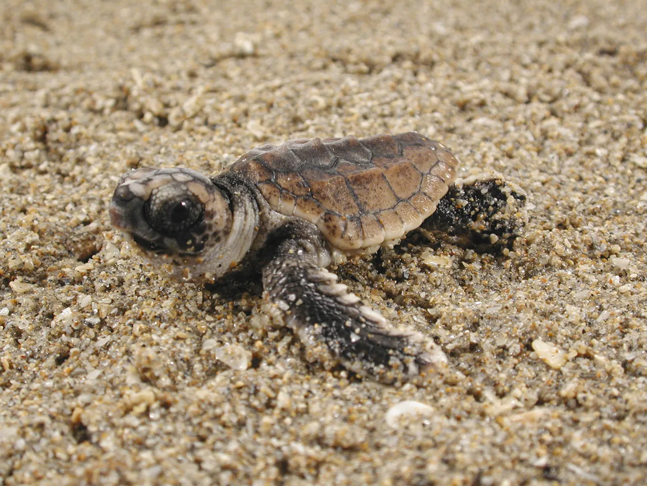 Sea Turtles Will Dance for Food | Scuba Diving