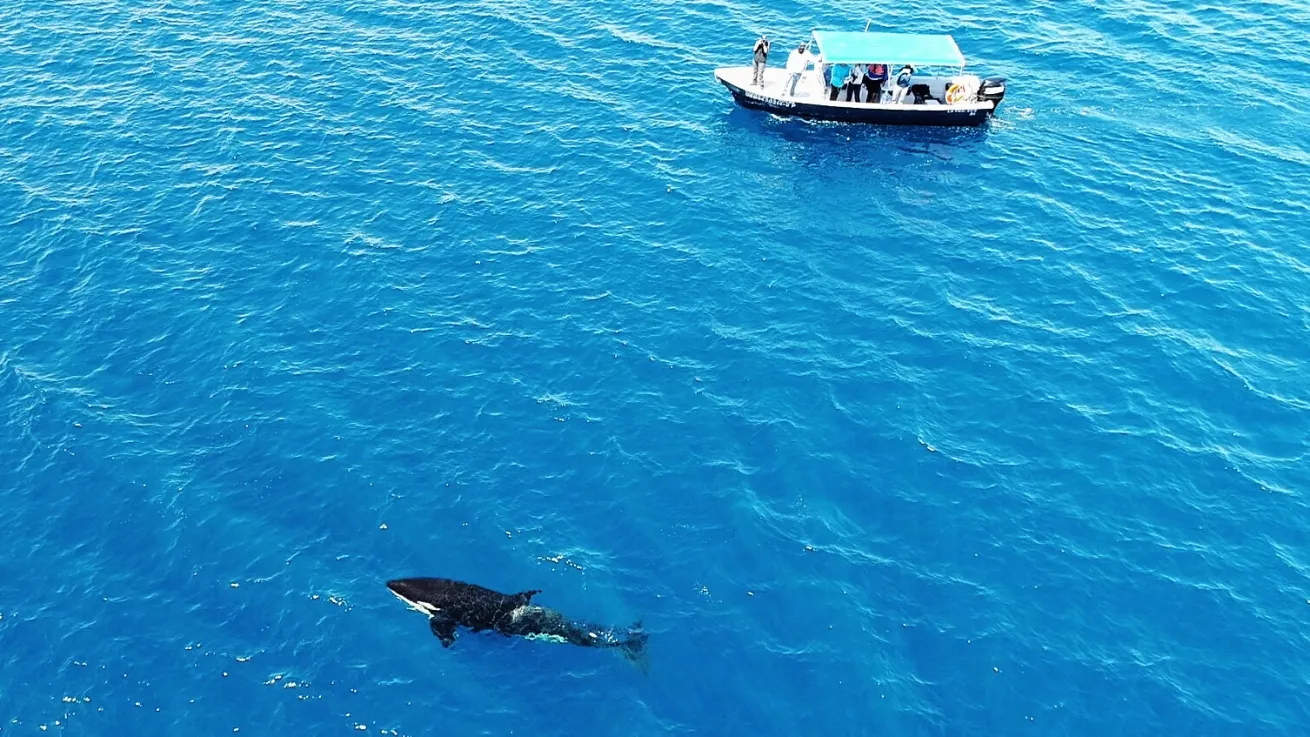 What You Need to Know About Swimming With Orcas in Mexico | Scuba Diving