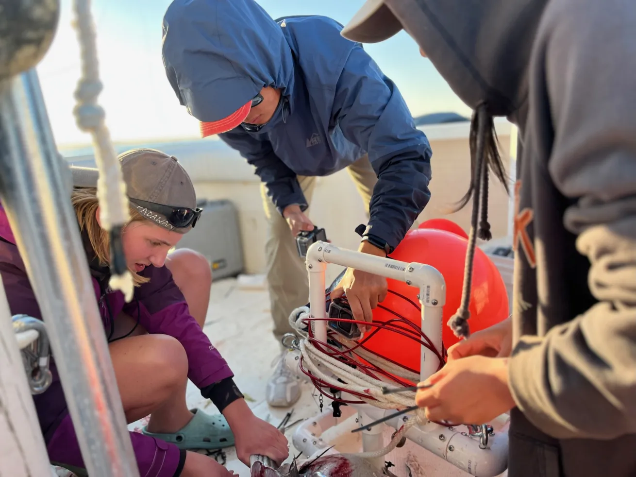 Can Magnets Keep Beaches Shark-Free? | Scuba Diving