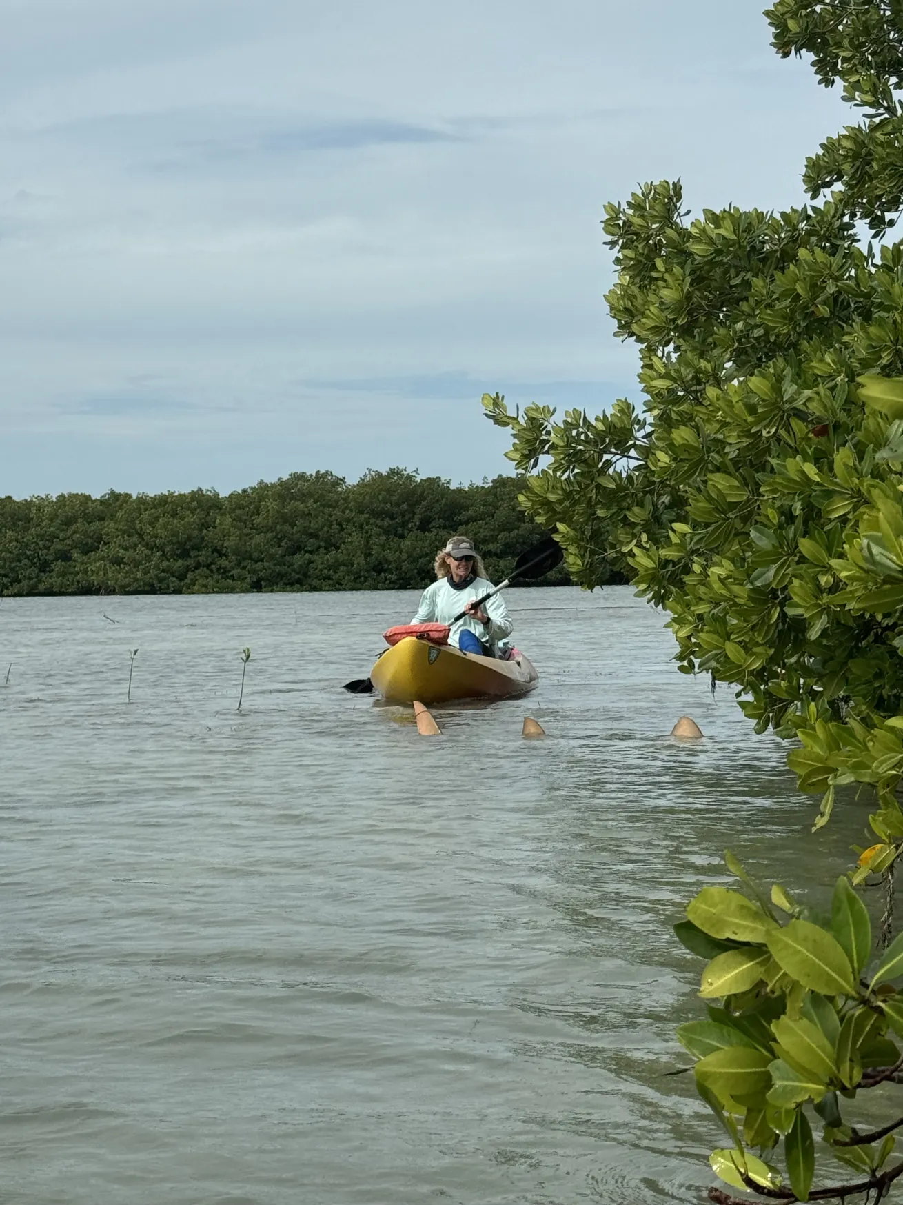 Why Are Florida's Sawfish Dying? | Scuba Diving