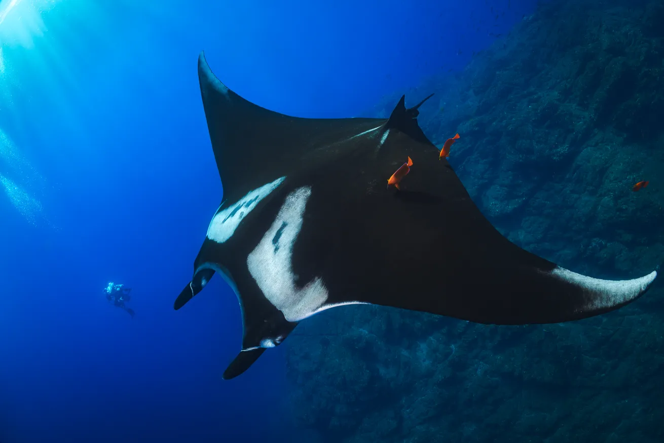 Ask a Pro Photographer: How To Take Epic Manta Ray Pictures | Scuba Diving