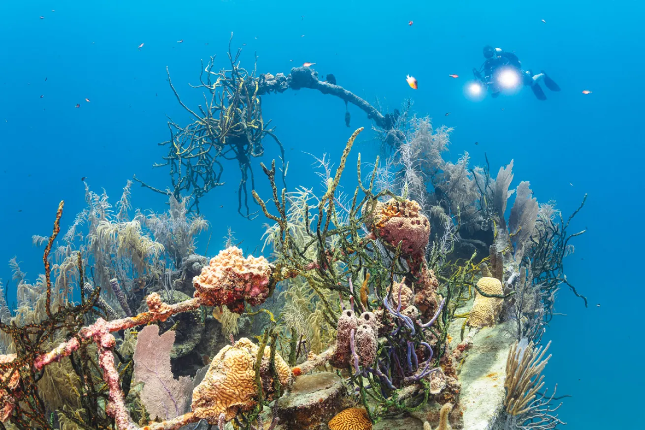 World's Best Scuba Diving Resorts to Visit In 2024 | Scuba Diving