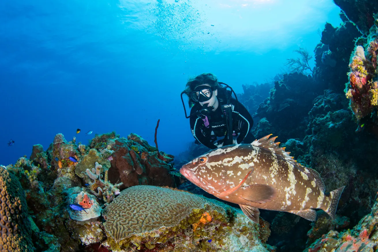 Why Choose a Dive Vacation in the Cayman Islands? | Scuba Diving