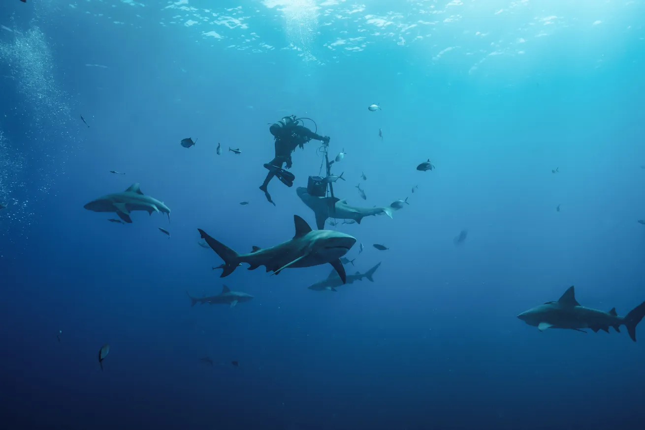 Will Banning Baited Shark Diving Off Florida Make Our Seas Safer ...