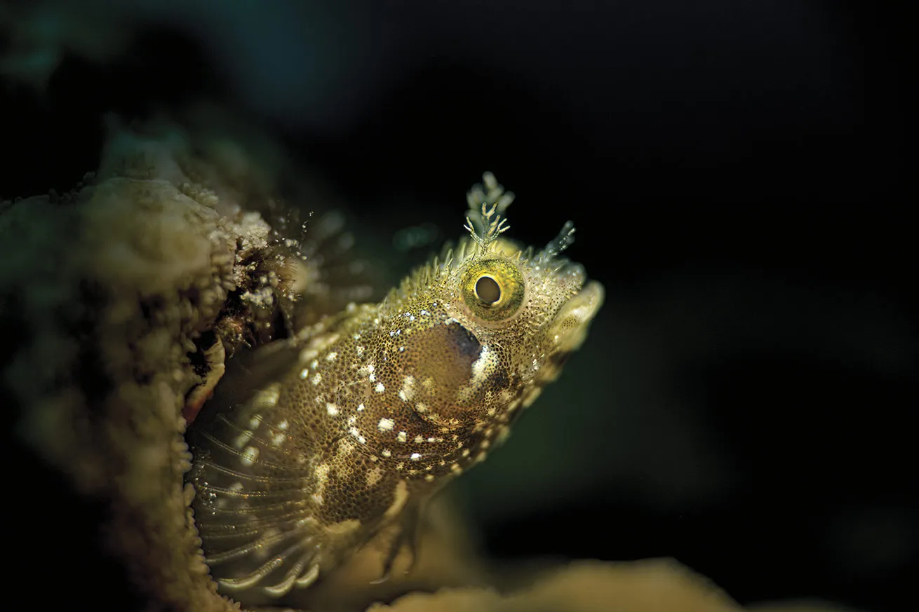 How to Use Snoots to Light Your Macro Photography | Scuba Diving