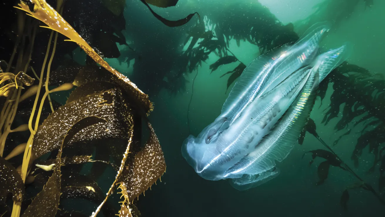 Discovering Patagonia's Winged Comb Jelly | Scuba Diving
