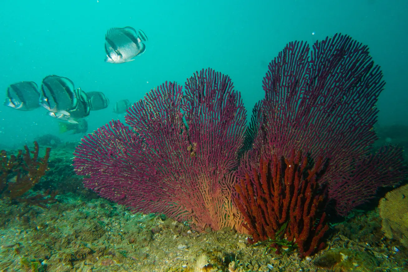 4 Best Scuba Diving Destinations in Peru | Scuba Diving