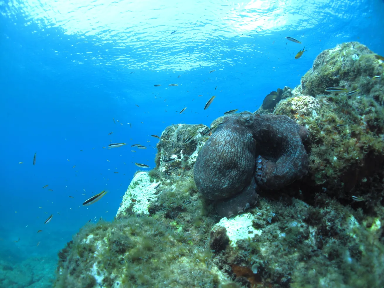4 Thrilling Dive Destinations in Brazil | Scuba Diving