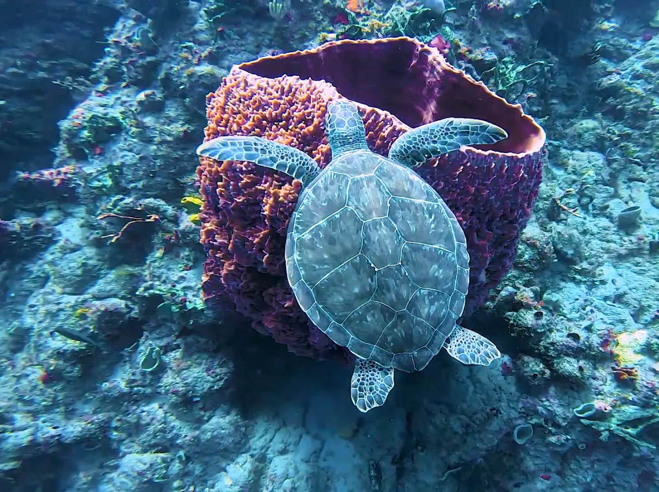 Diving in Statia: More Than Just Blue Beads | Scuba Diving