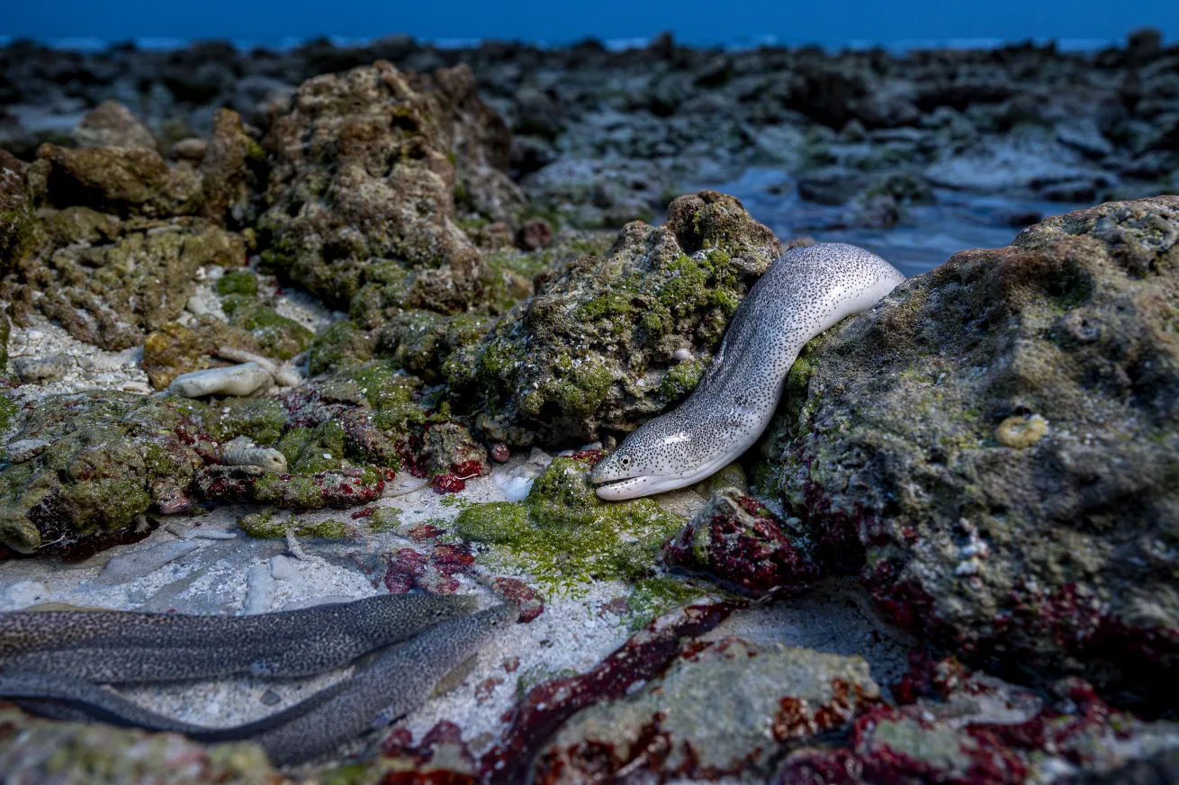 Stunning Photo Shows Eels Hunting Out of Water | Scuba Diving