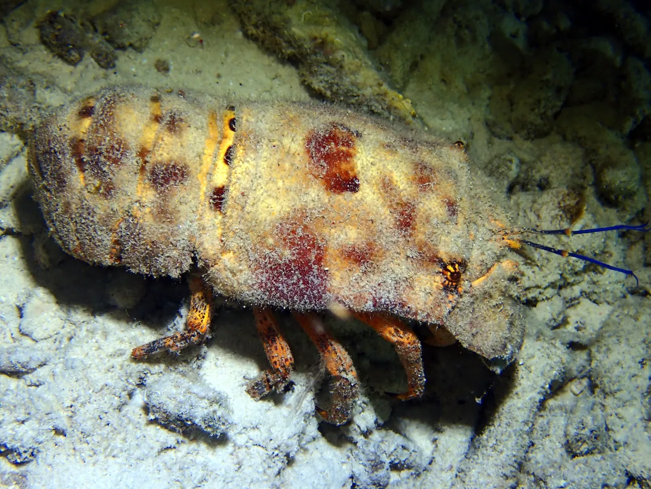 How to Conquer Your Fear of Night Diving | Scuba Diving