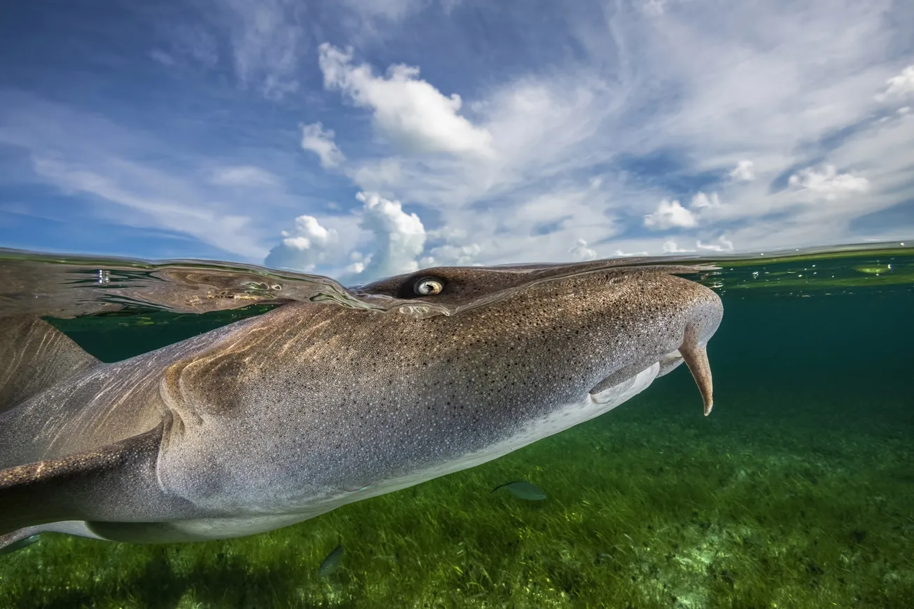 Announcing Scuba Diving's 2025 Underwater Photo Contest Winners | Scuba ...