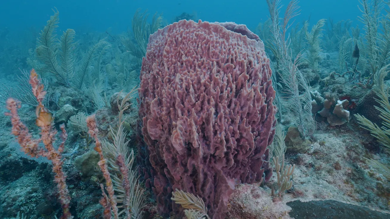 The Spectacular World of Sponges | Scuba Diving