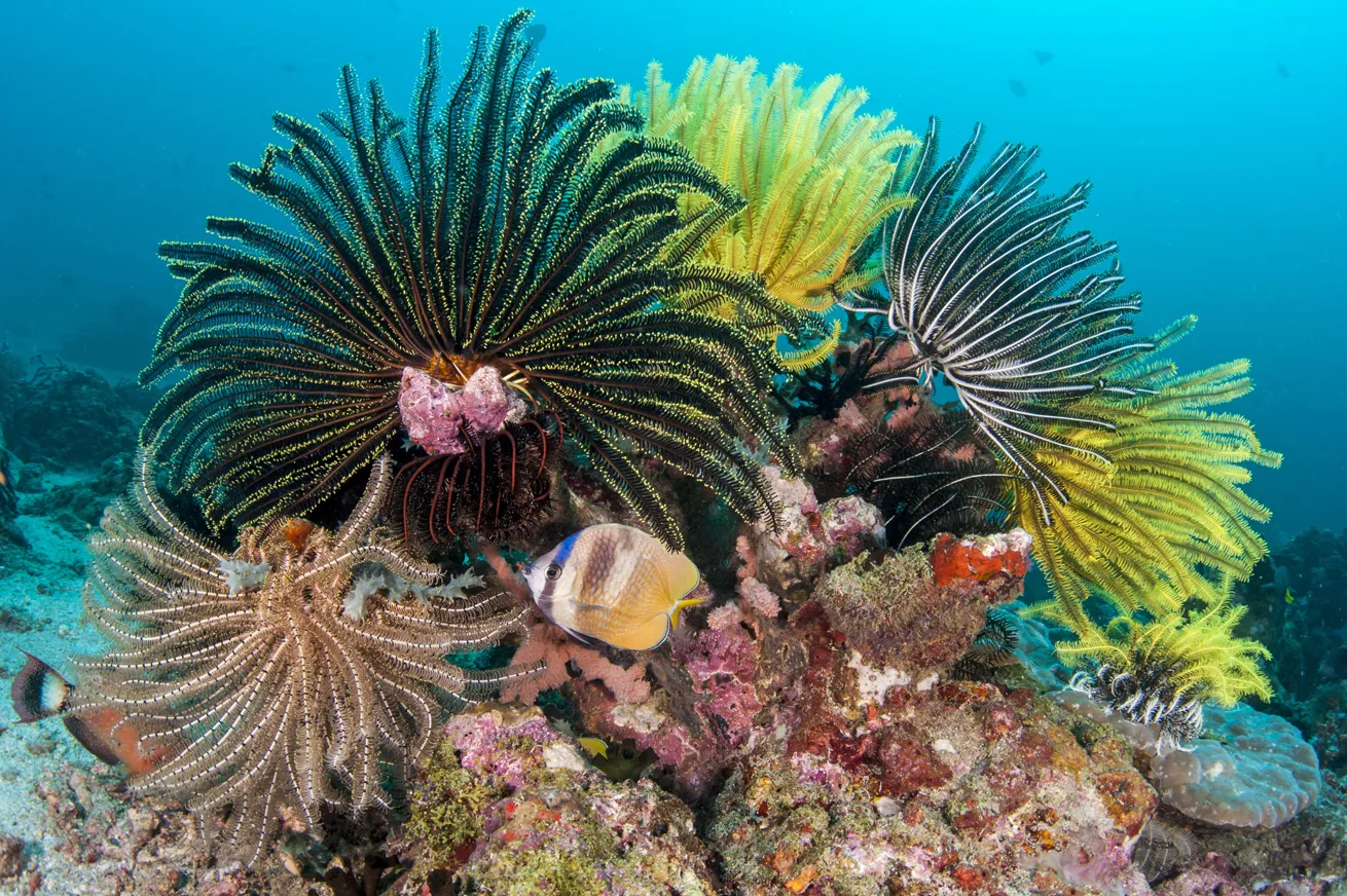 World's Best Scuba Diving Liveaboards | Scuba Diving