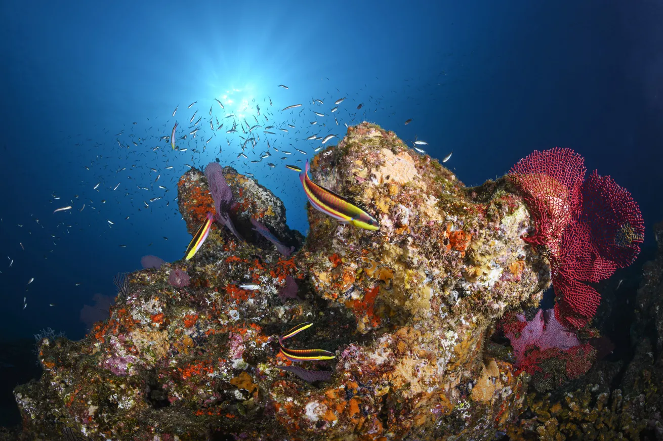 How to Master the Sun Ball Photo Effect | Scuba Diving
