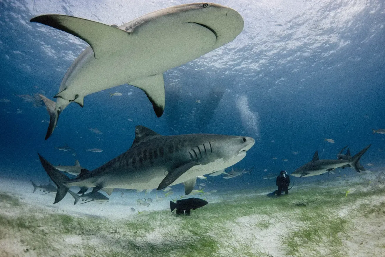 Hammerheads, Tiger Sharks + Endless Summer Diving: Your Bahamas Bucket ...