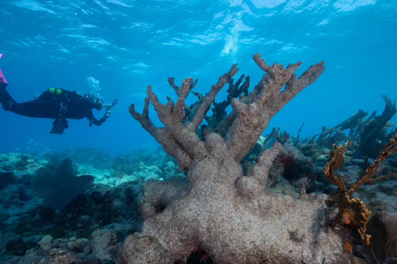 Two Iconic Coral Species Now Functionally Extinct in Florida | Scuba Diving