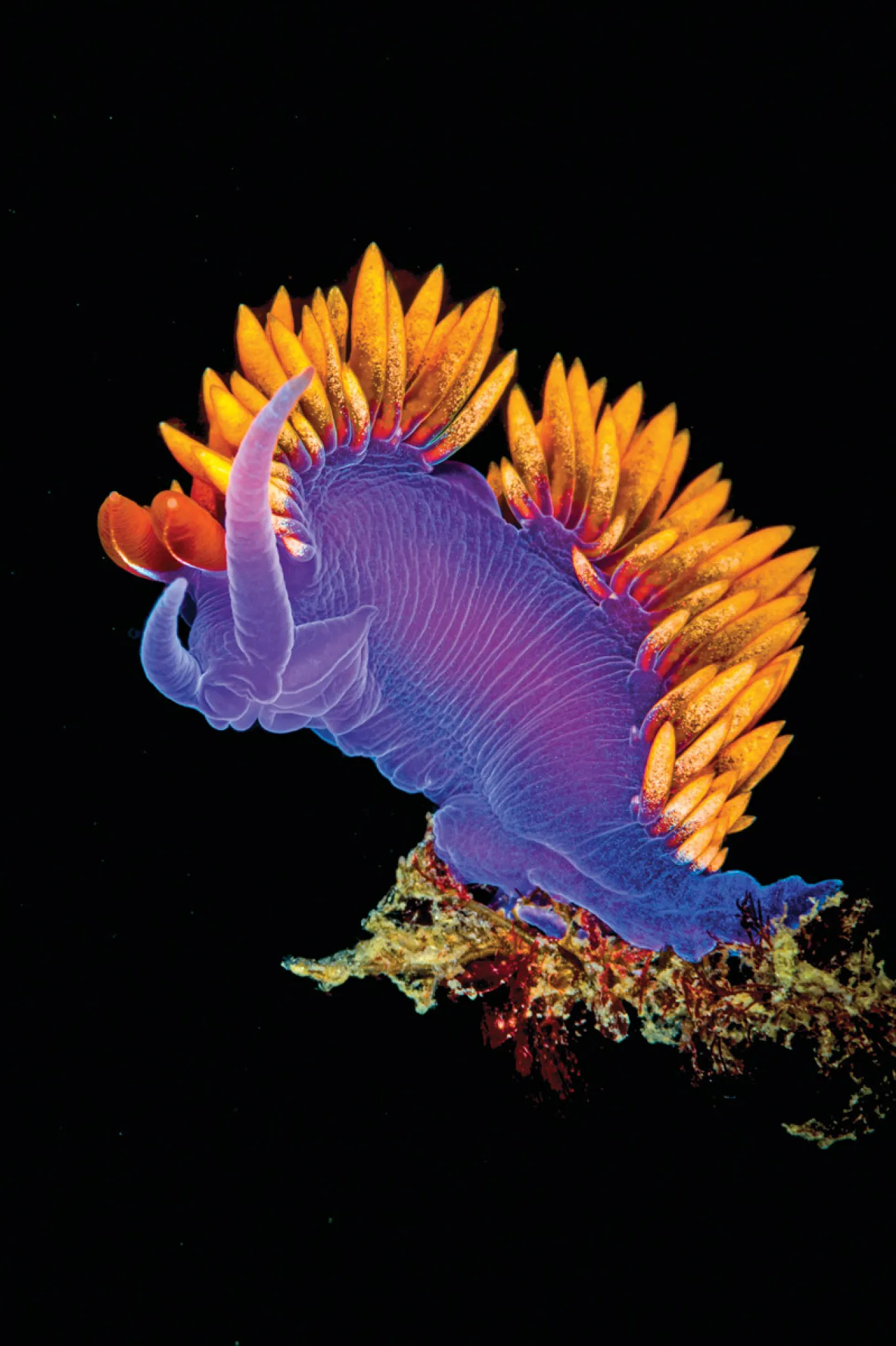 Slug Spotter: A Guide to Photographing Nudibranchs | Scuba Diving