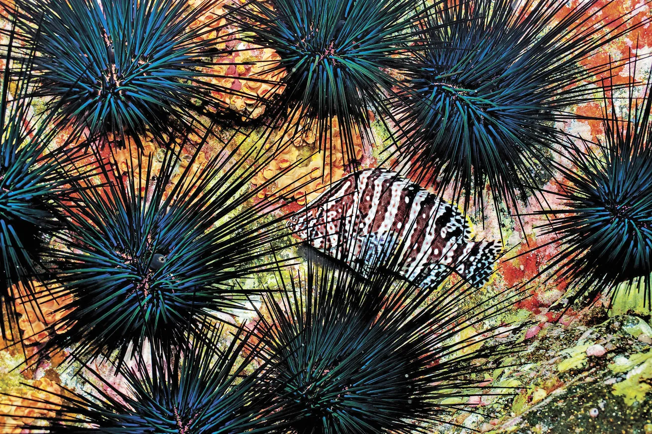How to Avoid and Treat Sea Urchin Spine Injuries | Scuba Diving