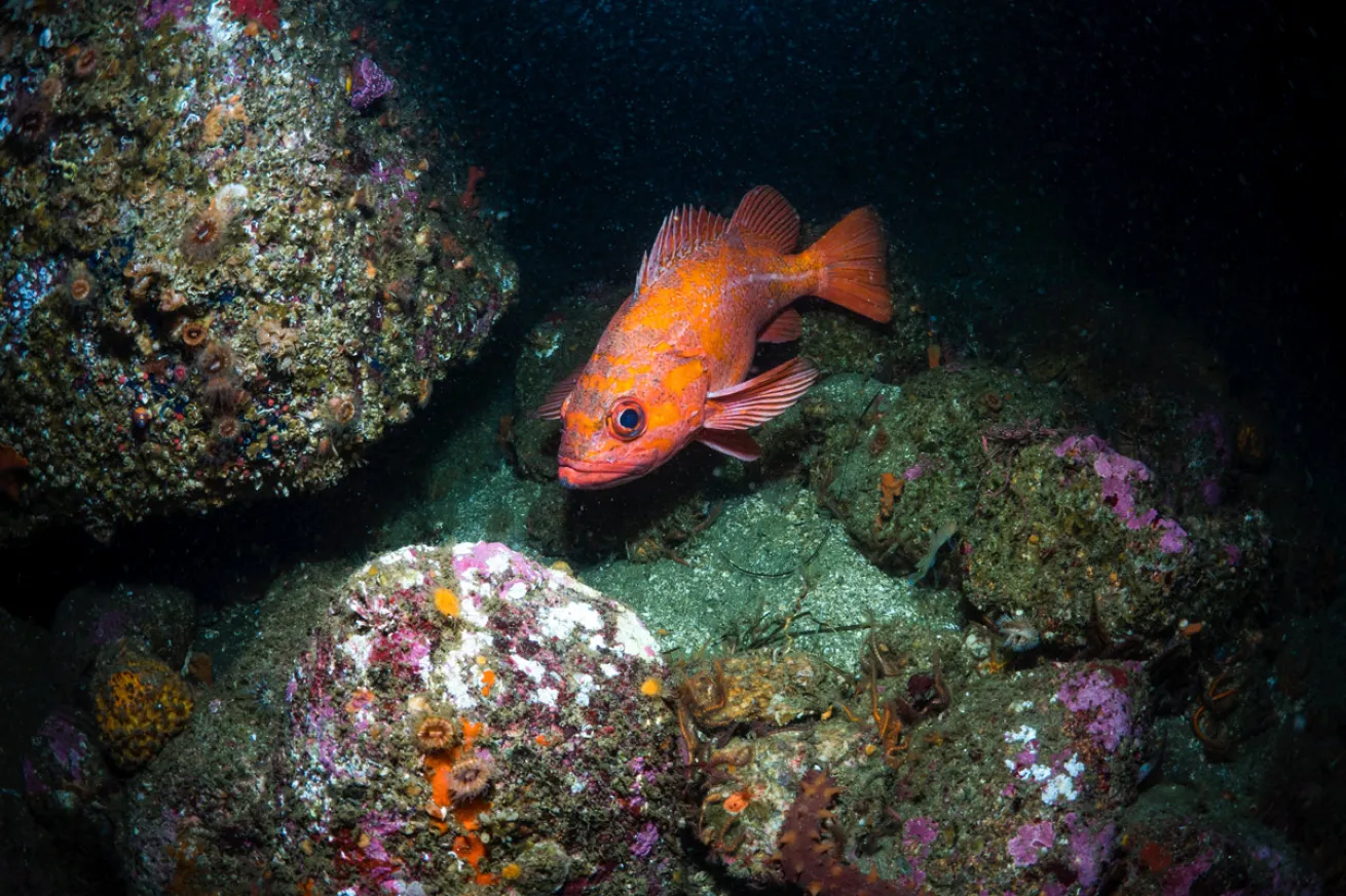 An Unexpected Friendship With Vermillion Rockfish | Scuba Diving