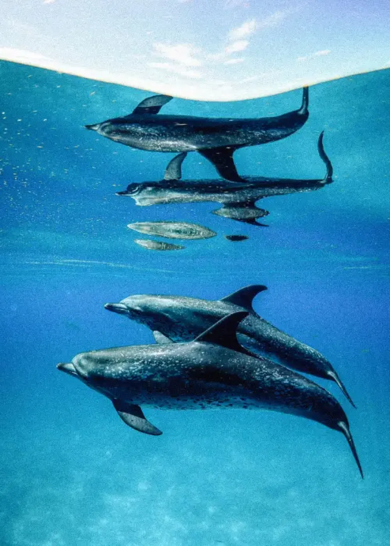 Hammerheads, Tiger Sharks + Endless Summer Diving: Your Bahamas Bucket ...