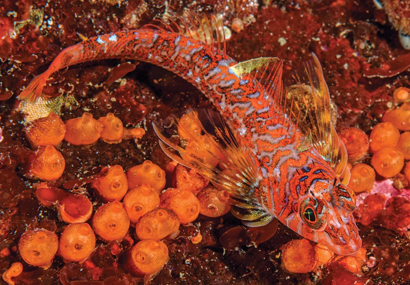 Adventure Diving in Washington's San Juan Islands | Scuba Diving