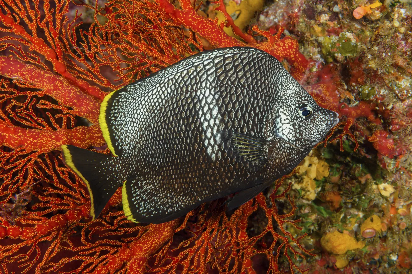 Power of the Pivot: How Flexibility Can Save a Dive Trip | Scuba Diving
