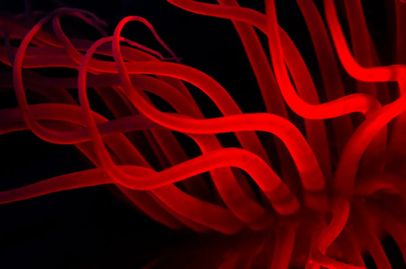 Digital Photography Tips: How to Shoot Abstract Underwater Photography ...