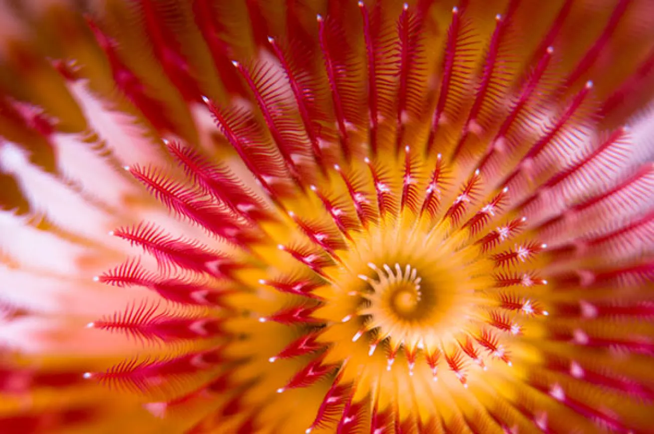 Digital Photography Tips: How to Shoot Abstract Underwater Photography ...