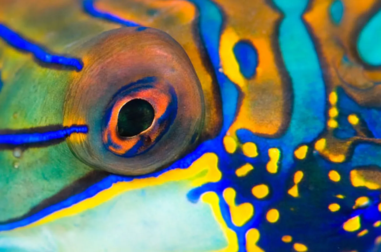 Digital Photography Tips: How to Shoot Abstract Underwater Photography ...