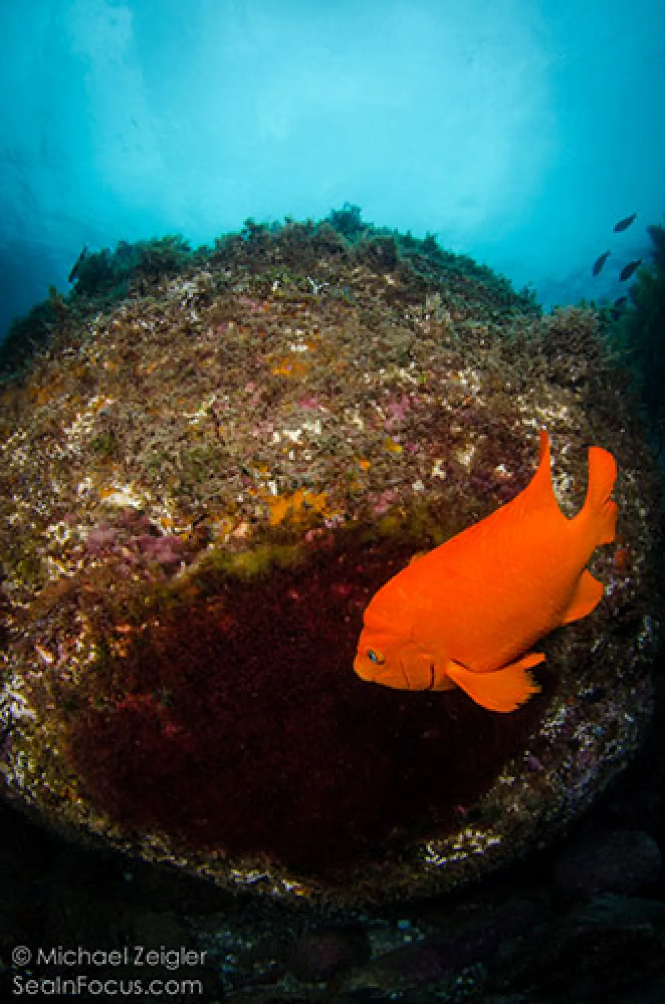 California Diver: Spot a Garibaldi Fish | Scuba Diving