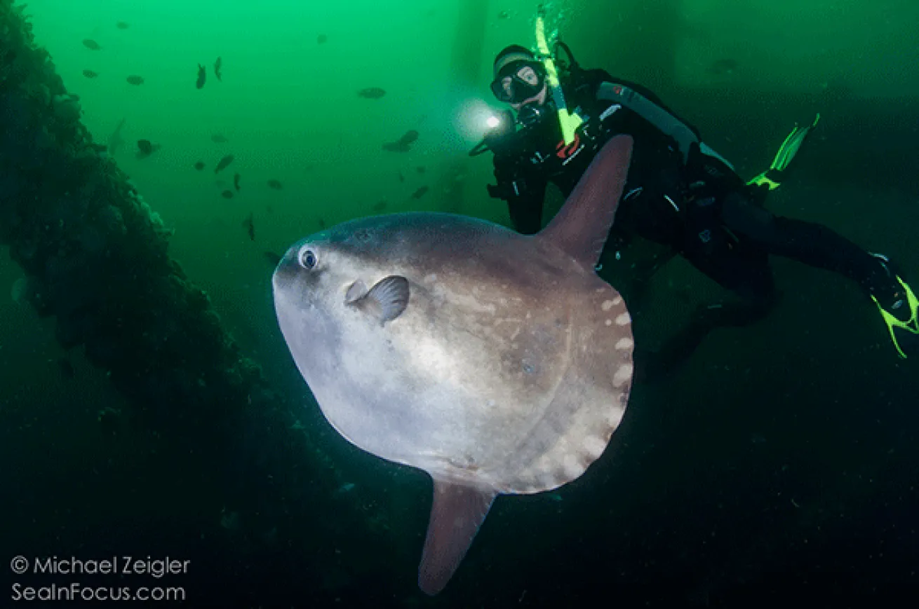 California Diver: Diving the Oil Rigs | Scuba Diving