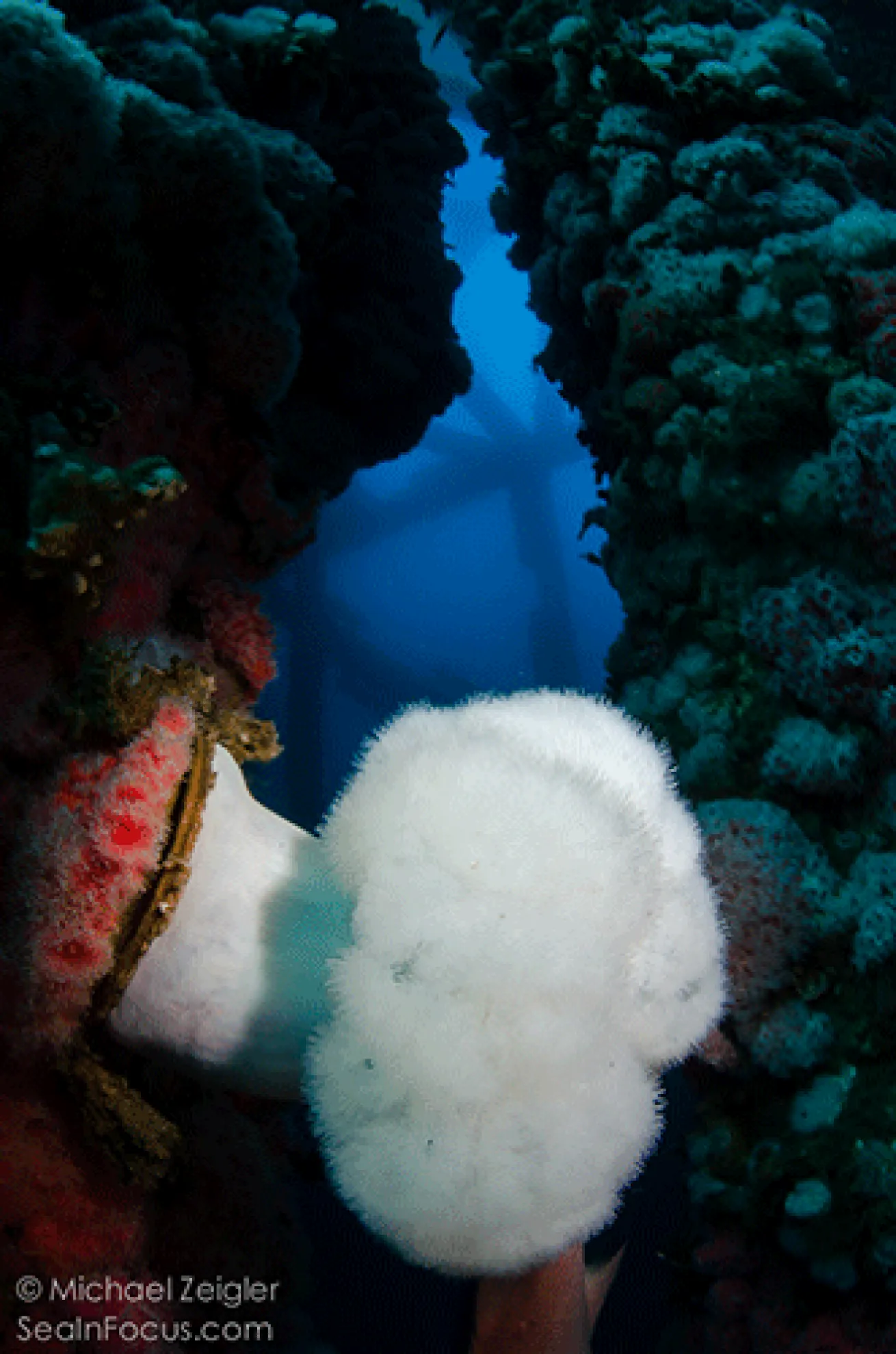 California Diver: Diving the Oil Rigs | Scuba Diving