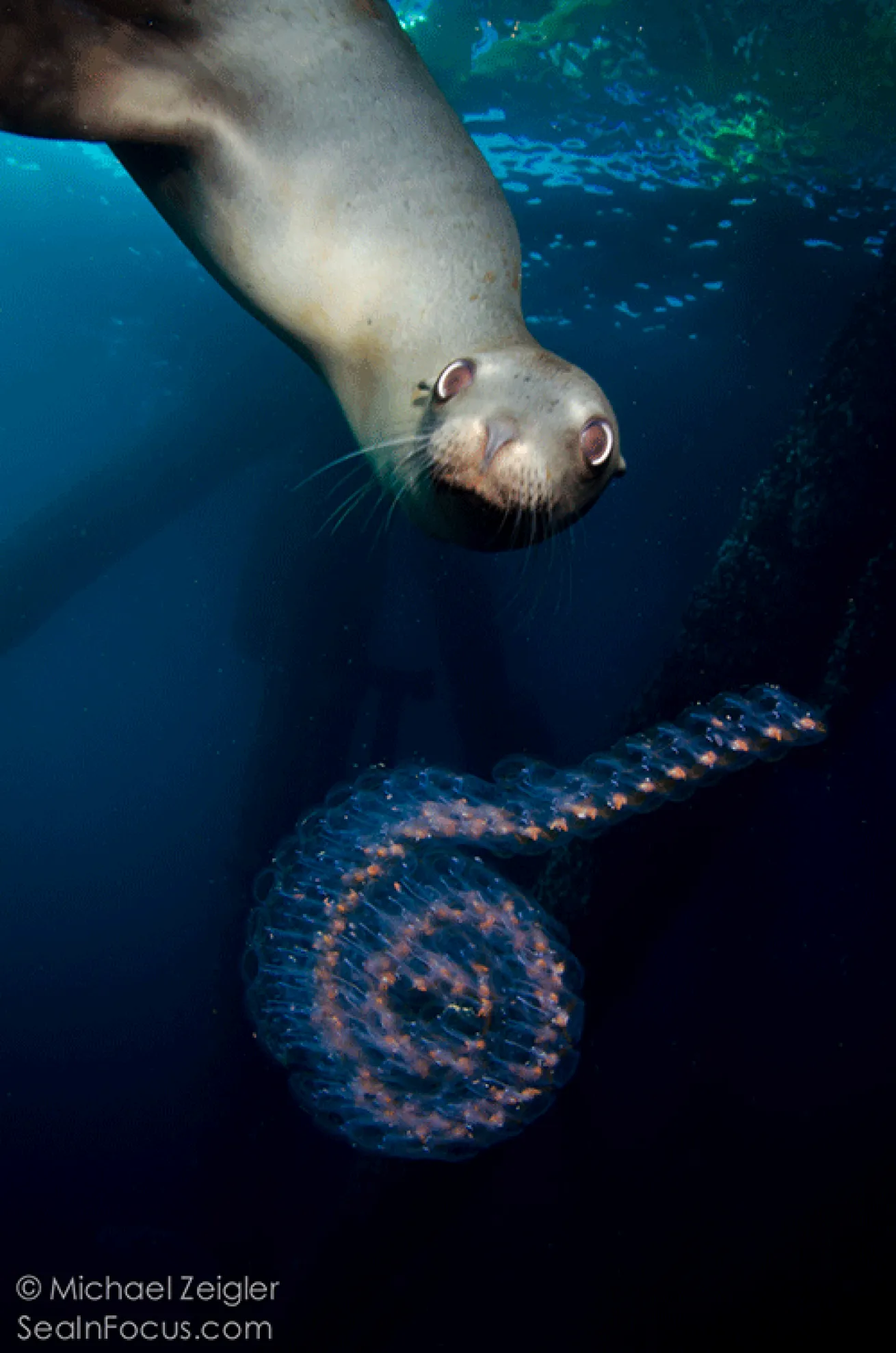 California Diver: Diving the Oil Rigs | Scuba Diving