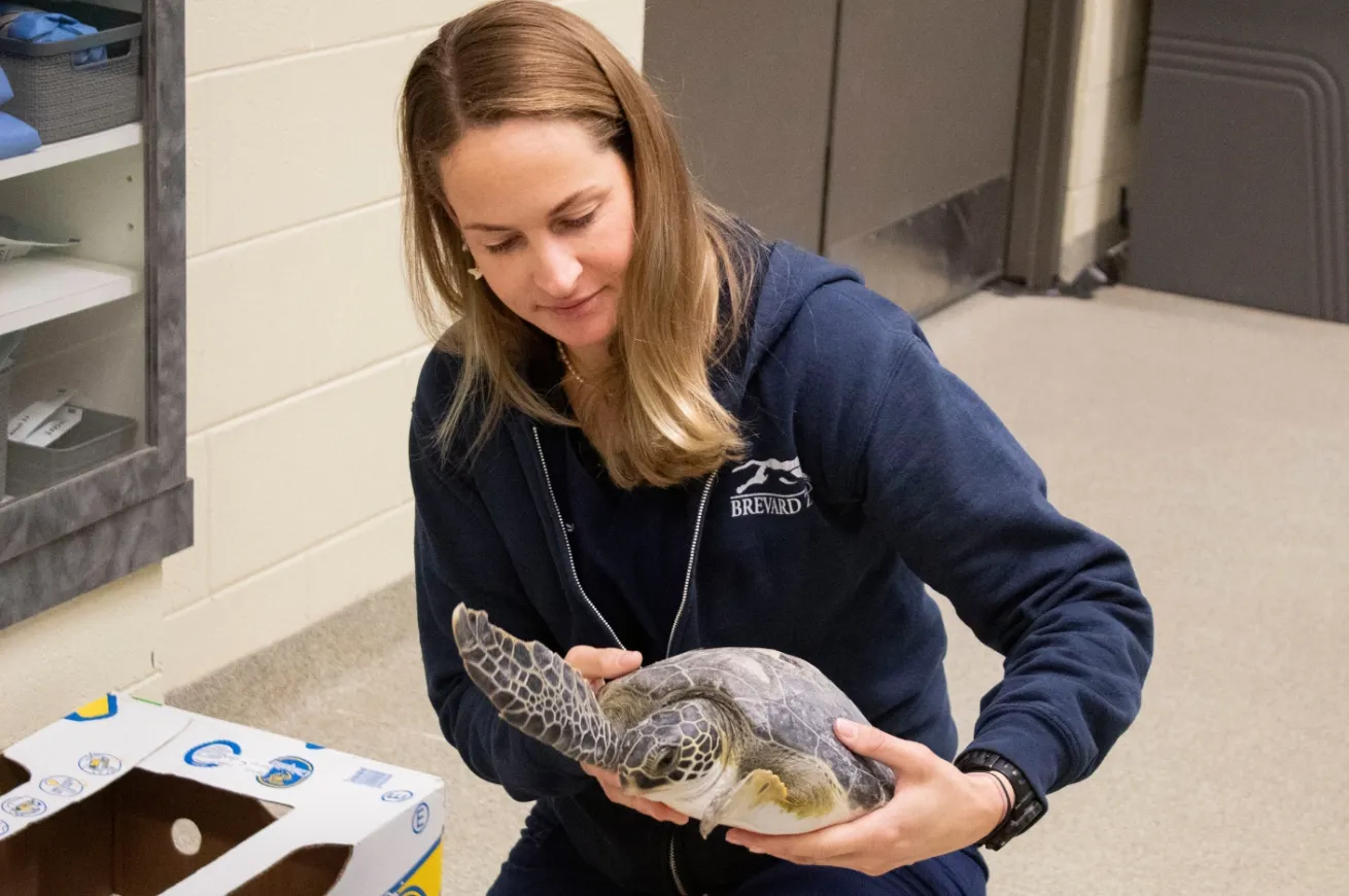 Why Florida Sea Turtles Are Turning Into “Chilly Popsicles” During a ...