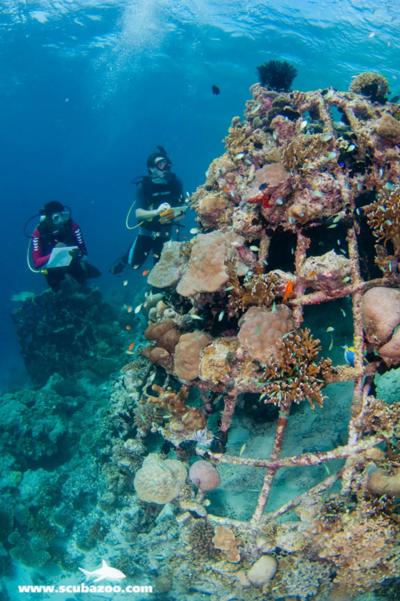 Marine Conservation Underwater Photography Tips | Scuba Diving