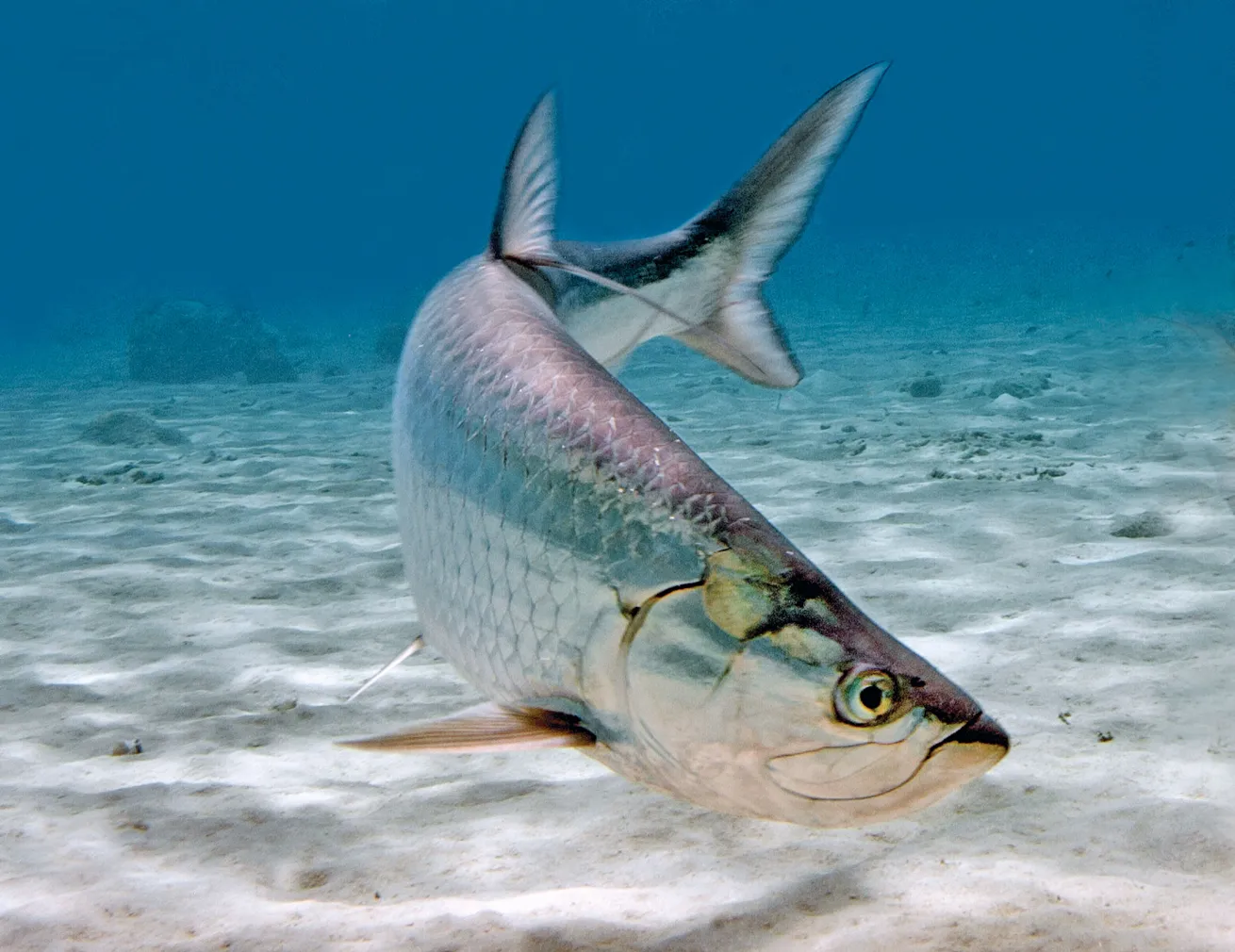 Marine Life ID: Tarpon | Scuba Diving