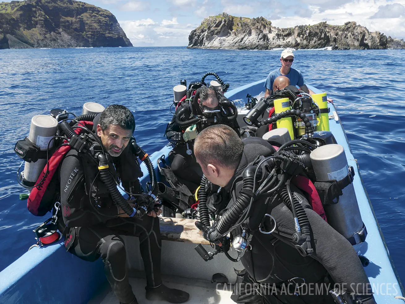 Researchers Discover New Species in Groundbreaking Dives off Easter ...