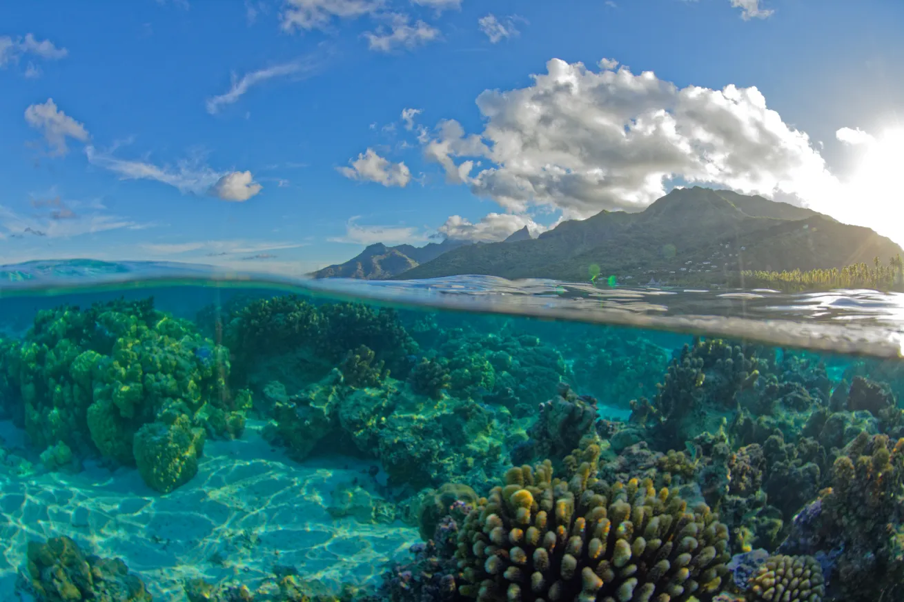 Scuba Diving Moorea: Coral Gardens, Shark Valley and Topside Wonders ...